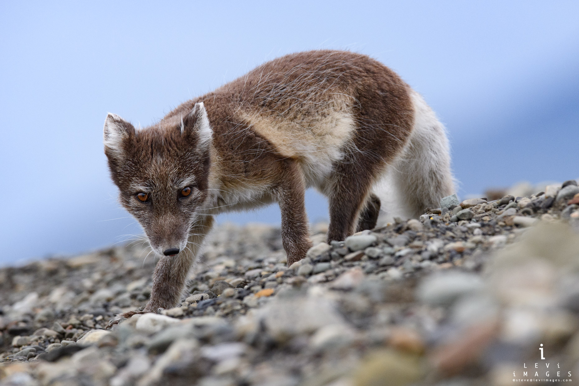 Arctic Fox Summer Coat Arctic Fox Summer Coat