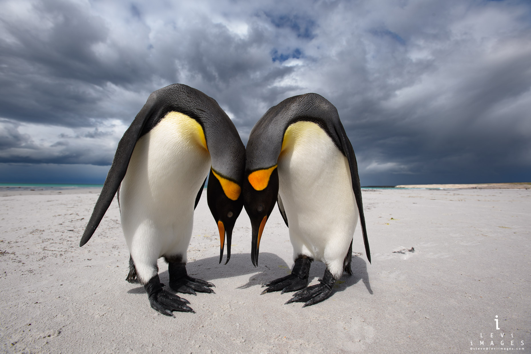 Emperor Penguin Mating
